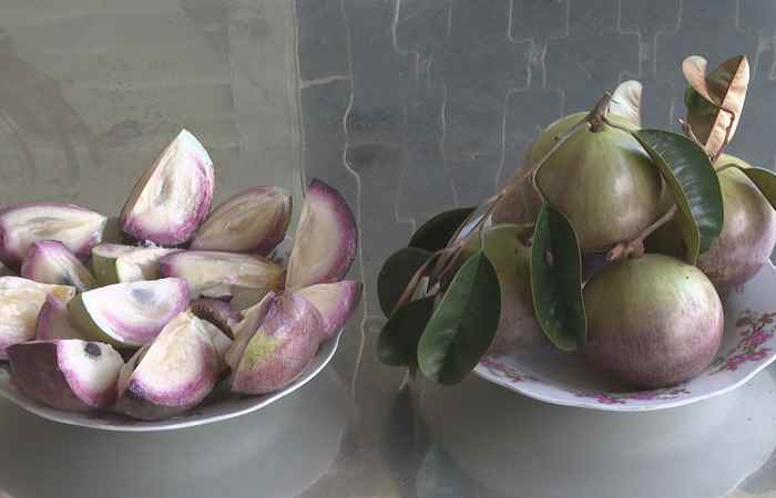 Kỹ thuật nhân giống cây Vú sữa tím Tứ Quý từ giống cây đầu dòng (08-10 ...