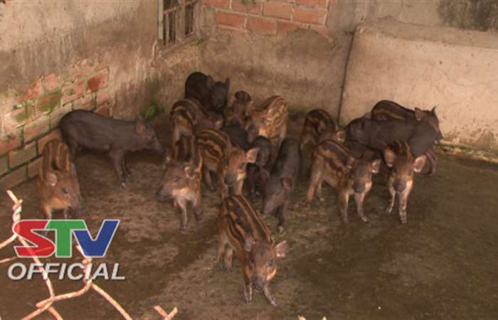 Long Phú triển vọng mô hình nuôi heo rừng